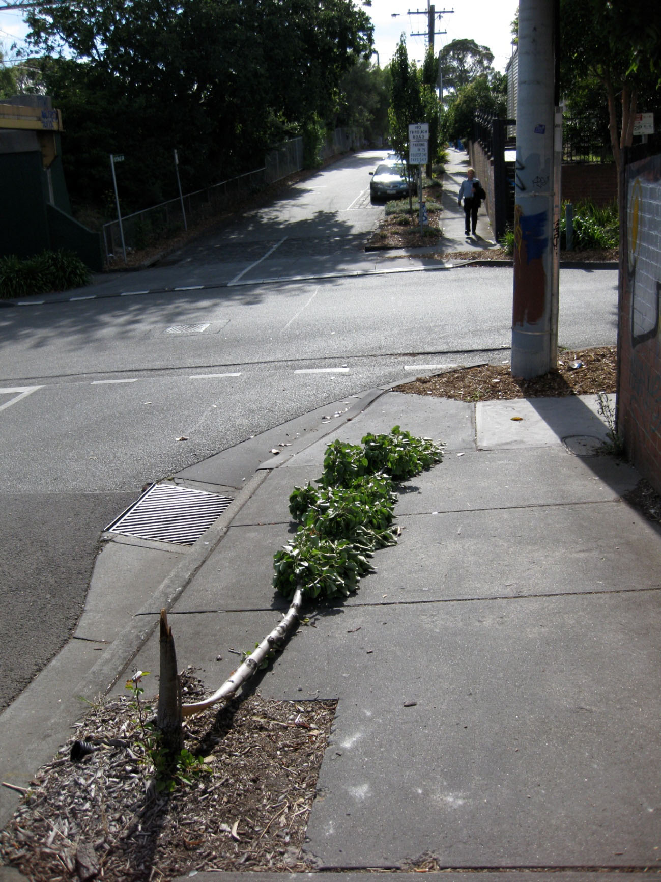 The Shortest Straw: Posters, Broken Tree - City Collection