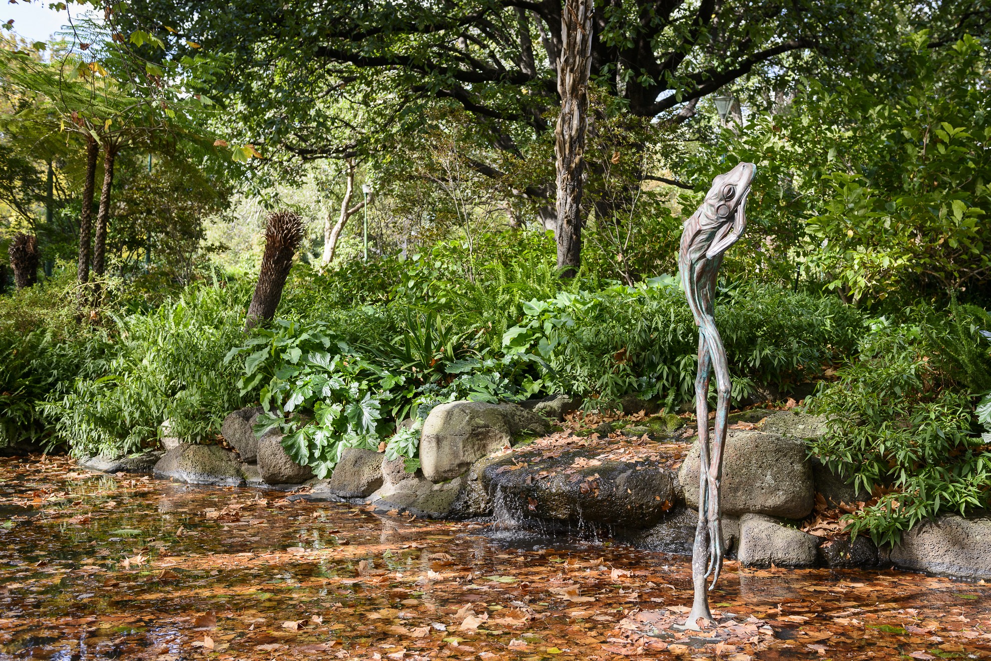 Frog - City Collection