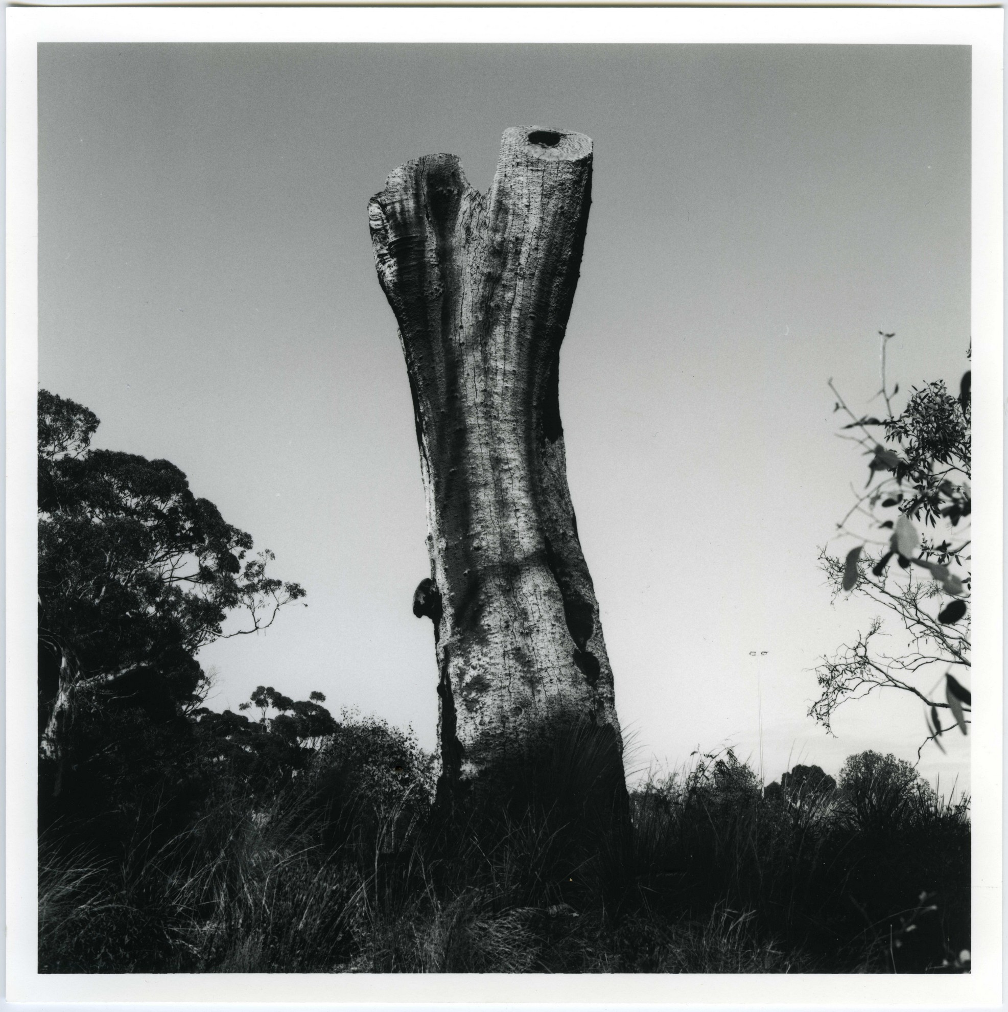 Burnley Park Corroboree Tree - City Collection