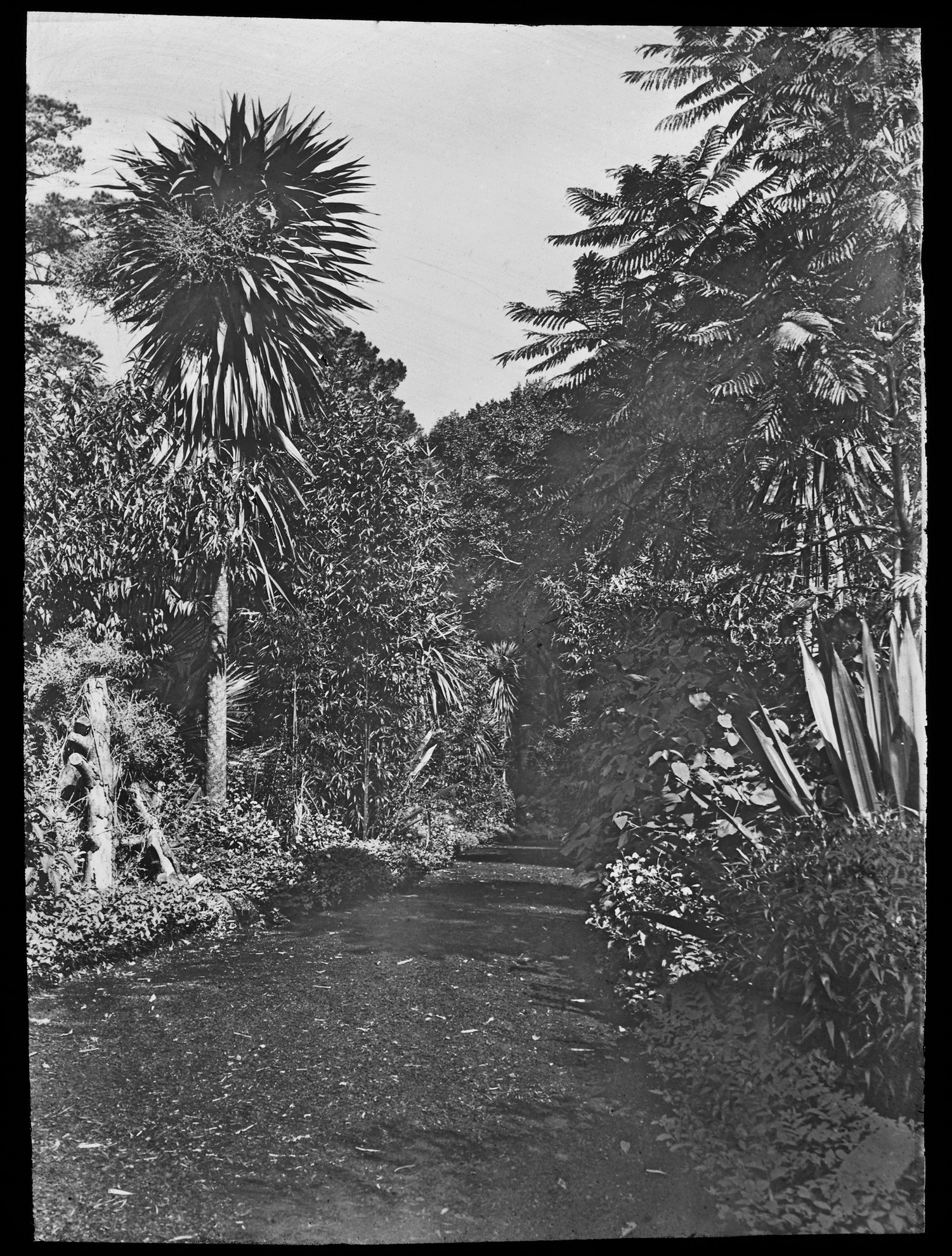 Glass lantern slide, Subtropical planting, possibly Grey Street Walk ...