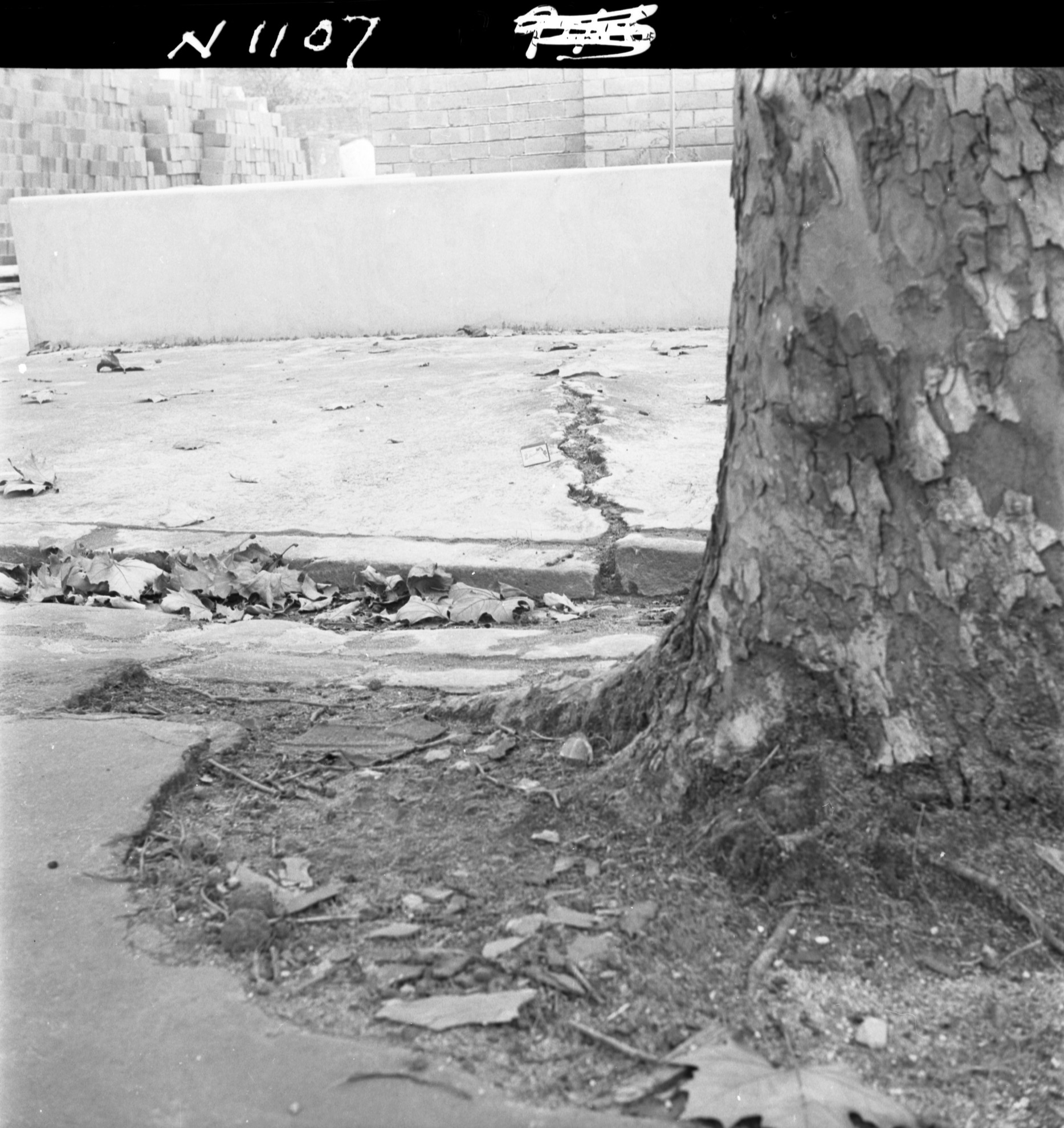 N1107 Image showing damage to foothpaths by tree roots - City Collection