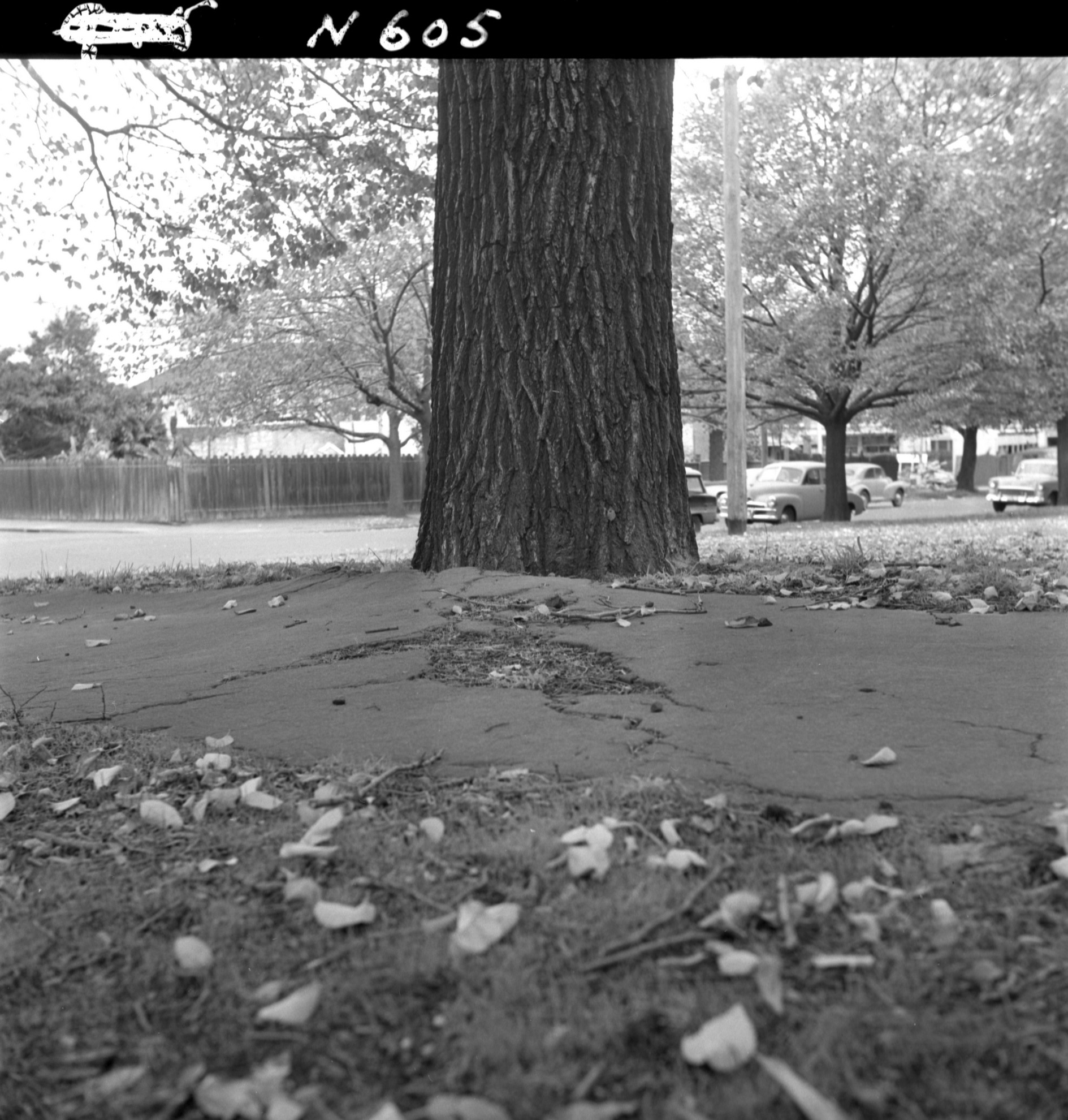 N605 Image showing the base of a tree on Anderson Street, South Yarra ...
