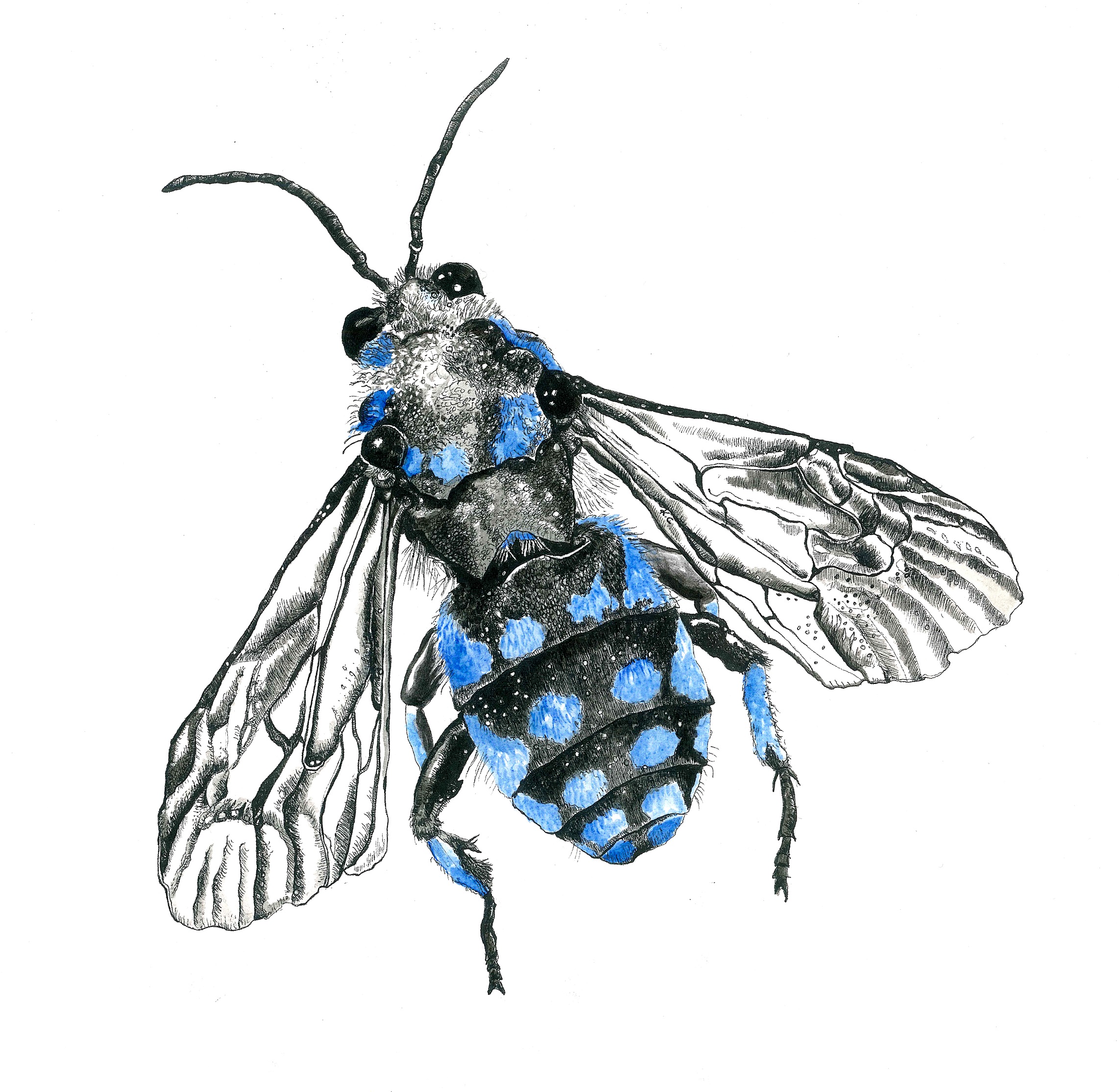 Checkered cuckoo bee (Thyreus caeruleopunctatus) - City Collection
