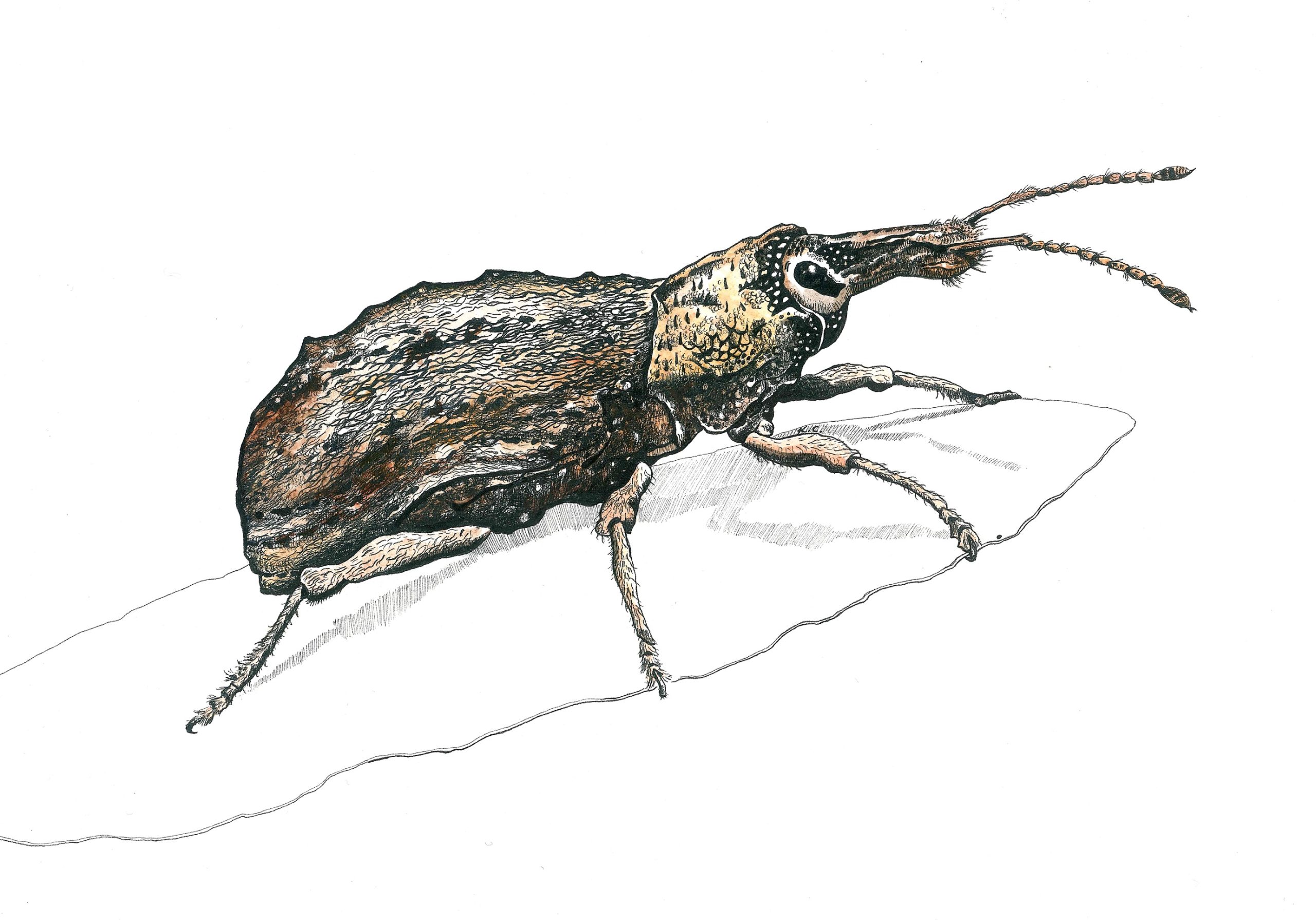 Fruit-tree root weevil (Leptupius robustus) - City Collection