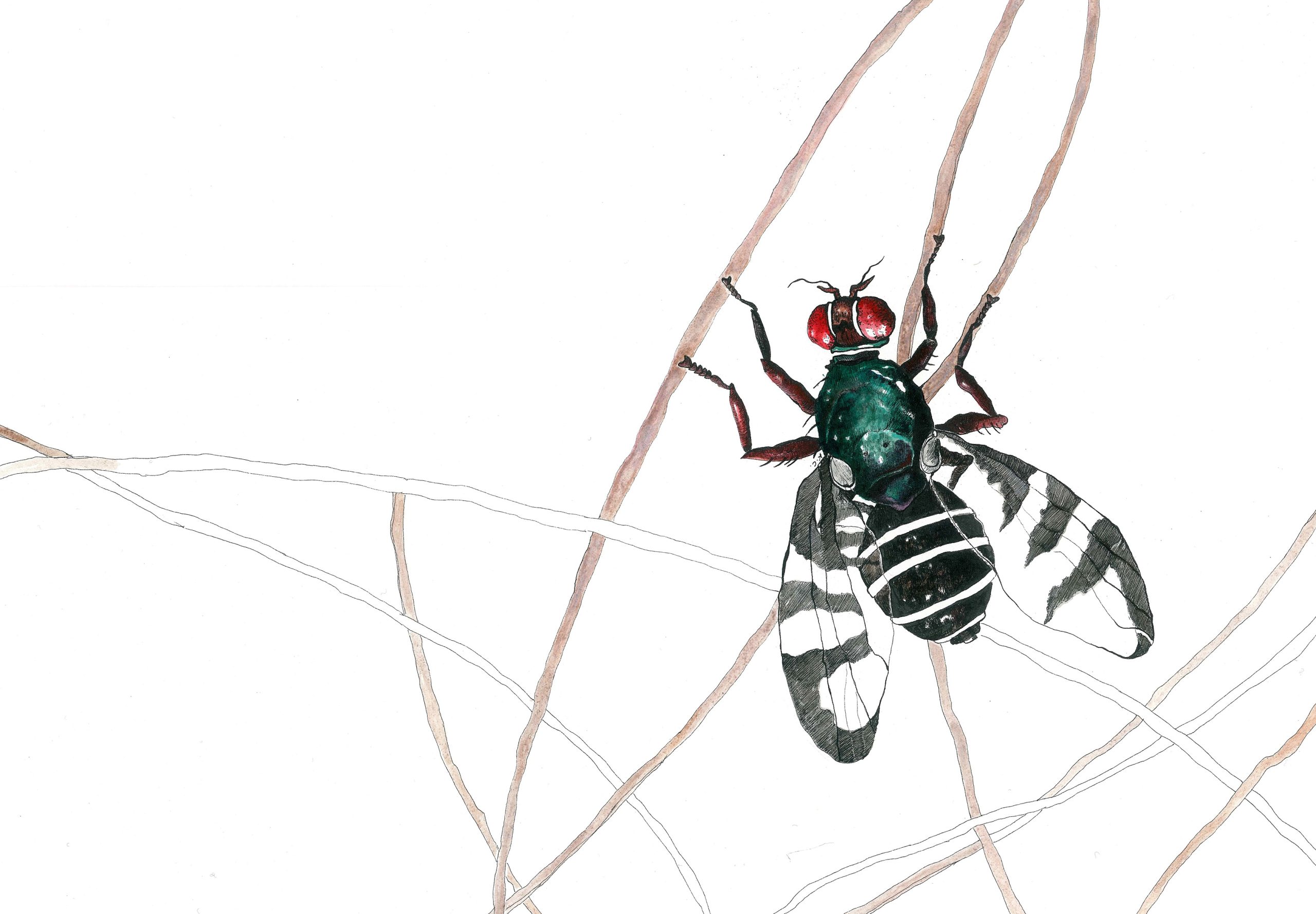Signal fly (genus Rivellia) - City Collection