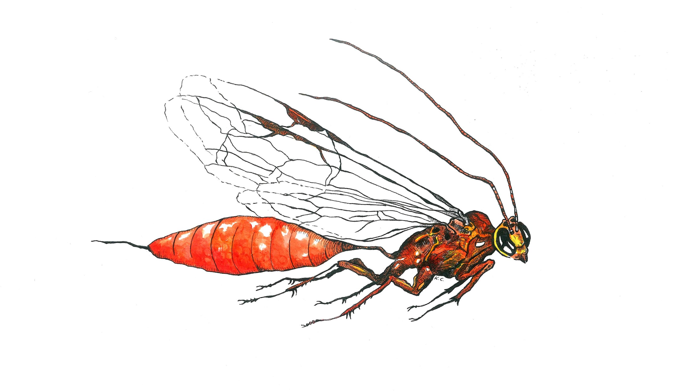 Orange caterpillar parasite wasp (Netelia producta) - City Collection